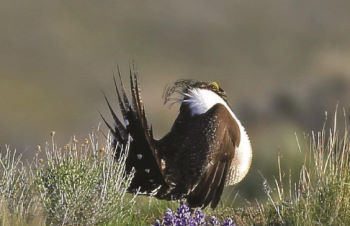 Oregon Explorer
